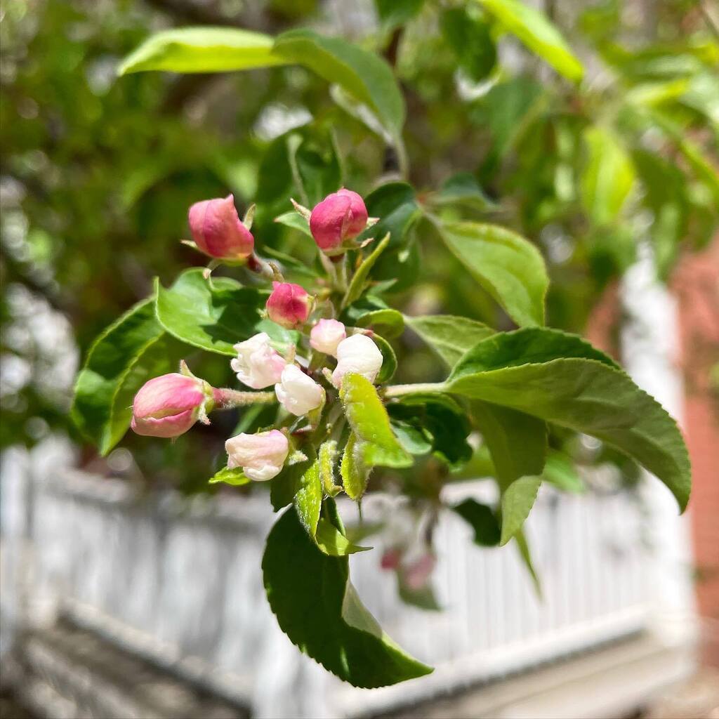 Green Apple Tree Flower