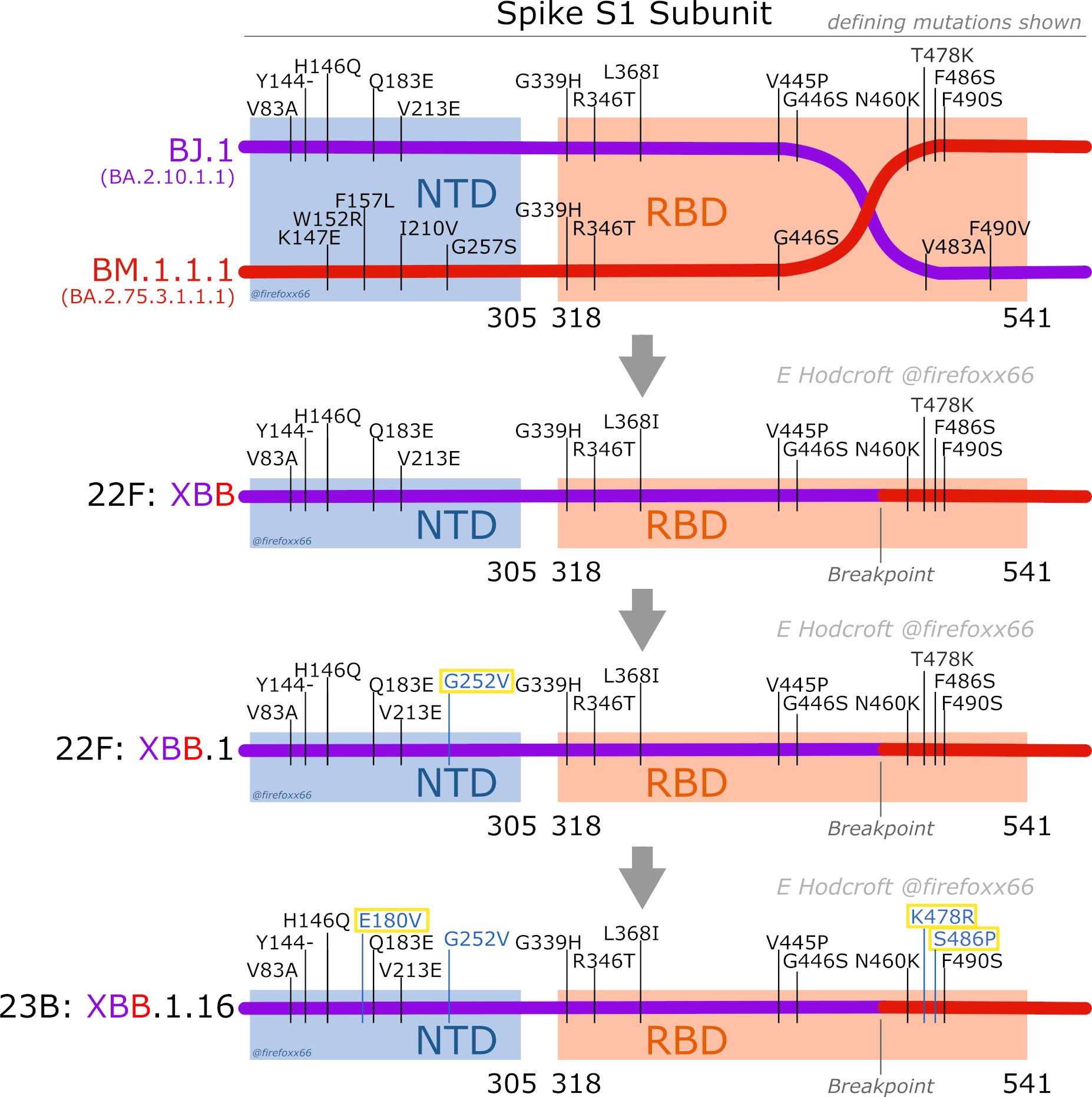 Dr Emma Hodcroft on Twitter: "I've updated my #SARSCoV2 #XBB figure once more, to show how it's ...