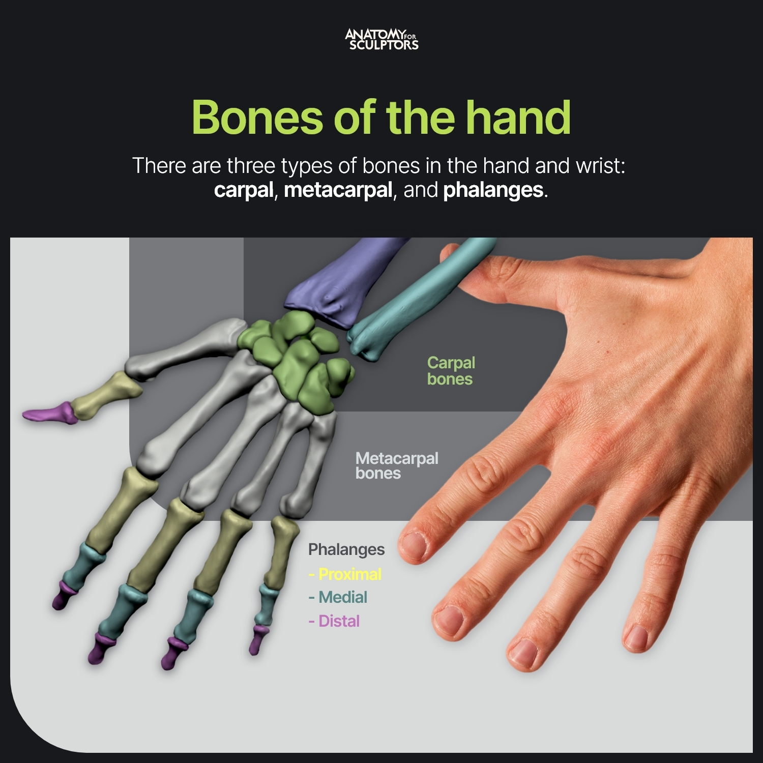Rotation Anatomy Hand