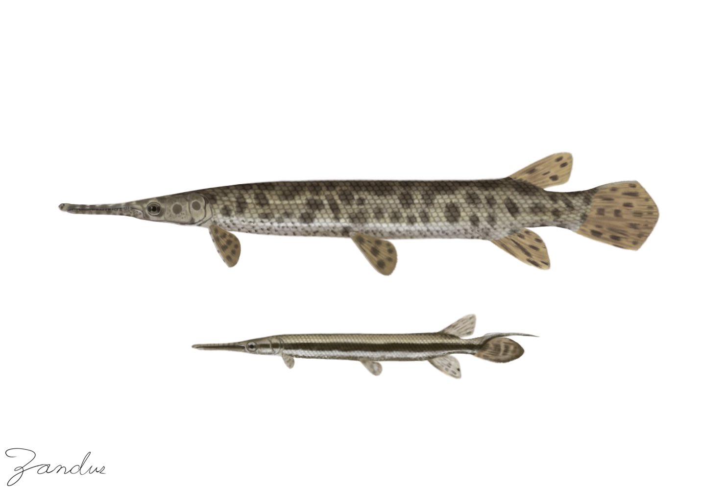 Gar Drawing