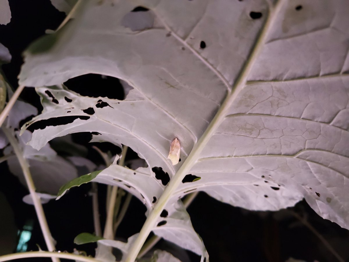 Kircheis 小孩貓🐱 on Twitter: "花椰菜果然是很吸引昆蟲 https://e-info.org.tw/node/99548"