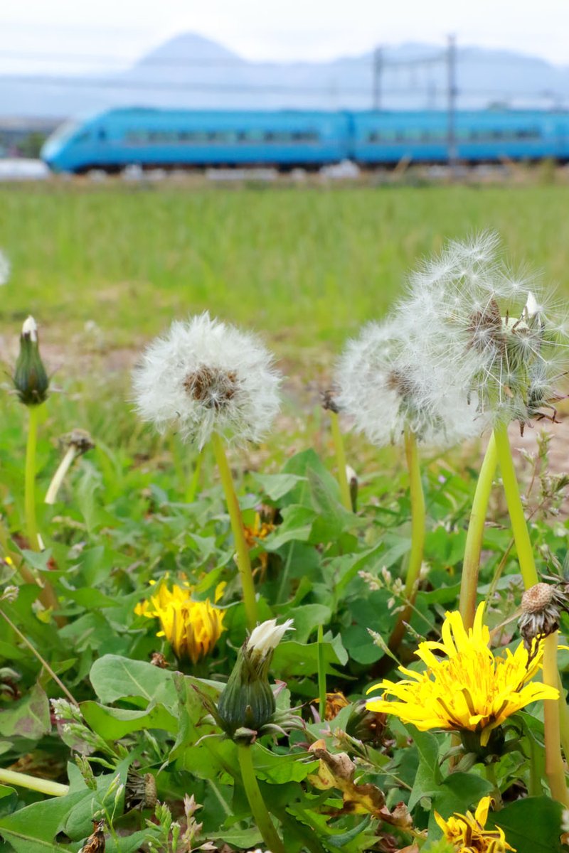 朝霧高原 on Twitter: "今年はロマンスカーカレンダーに刺激されてタンポポとロマンスカーの撮影を頑張ってみたのですが… GSE,MSE,EXE,EXEαと撮影してみましたが、これは ...