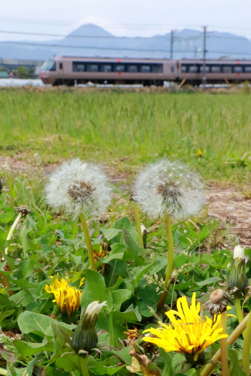 朝霧高原 on Twitter: "今年はロマンスカーカレンダーに刺激されてタンポポとロマンスカーの撮影を頑張ってみたのですが… GSE,MSE,EXE,EXEαと撮影してみましたが、これは ...
