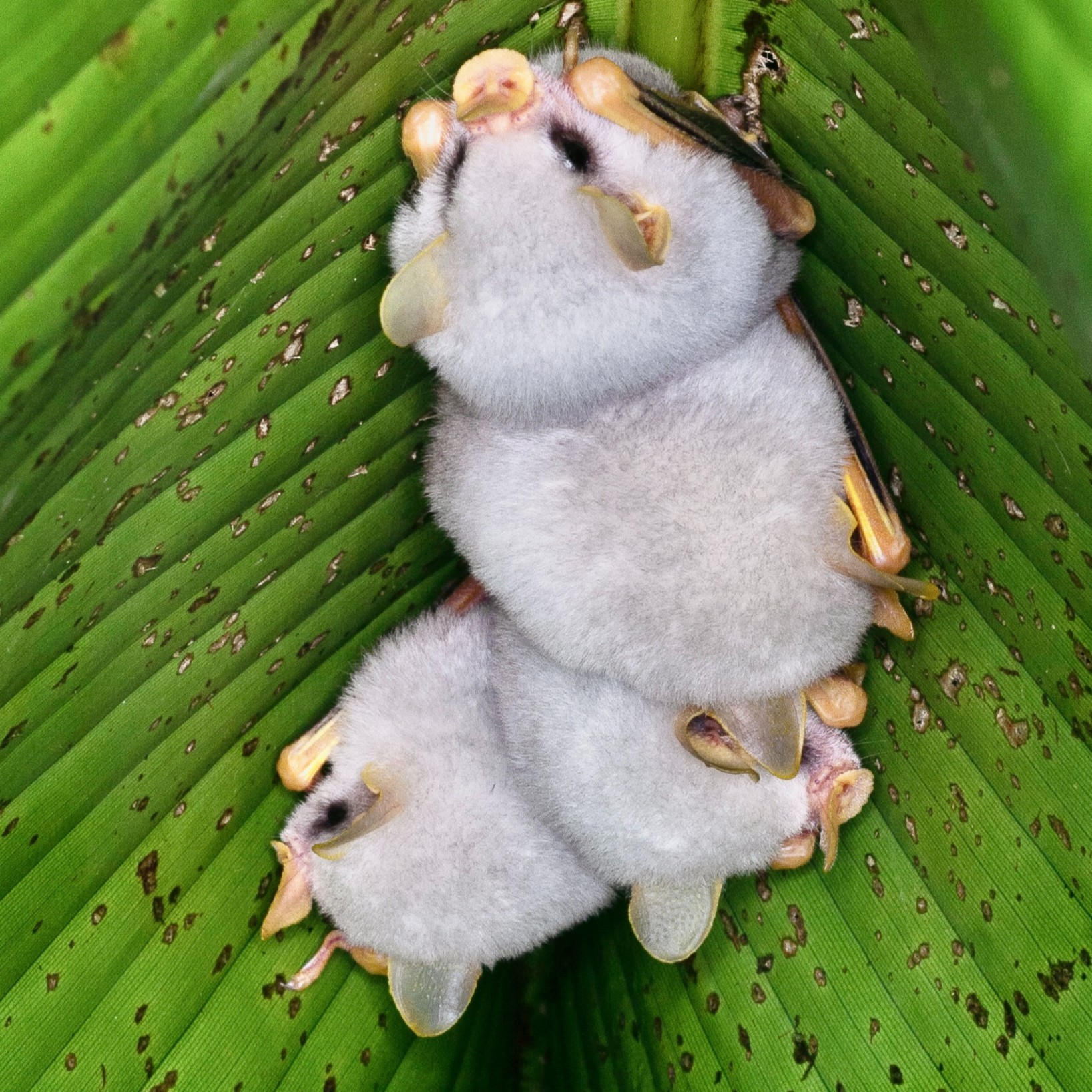 White Baby Bats