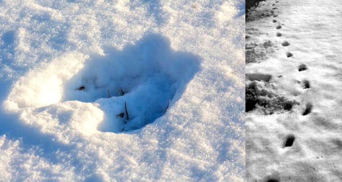 𝗵𝗲𝘆 𝗶𝘁 𝘀 𝗔𝗻𝗱𝘆 👻 on Twitter: "Estas huellas, la mayoría de las cuales miden alrededor de 4 ...