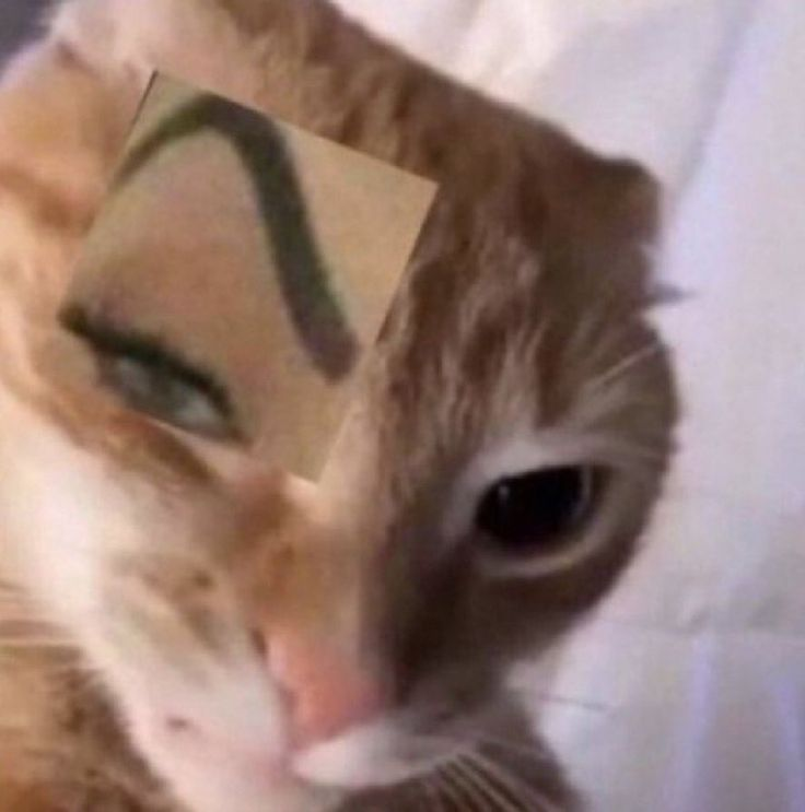 Drawing Eyebrows On Cats