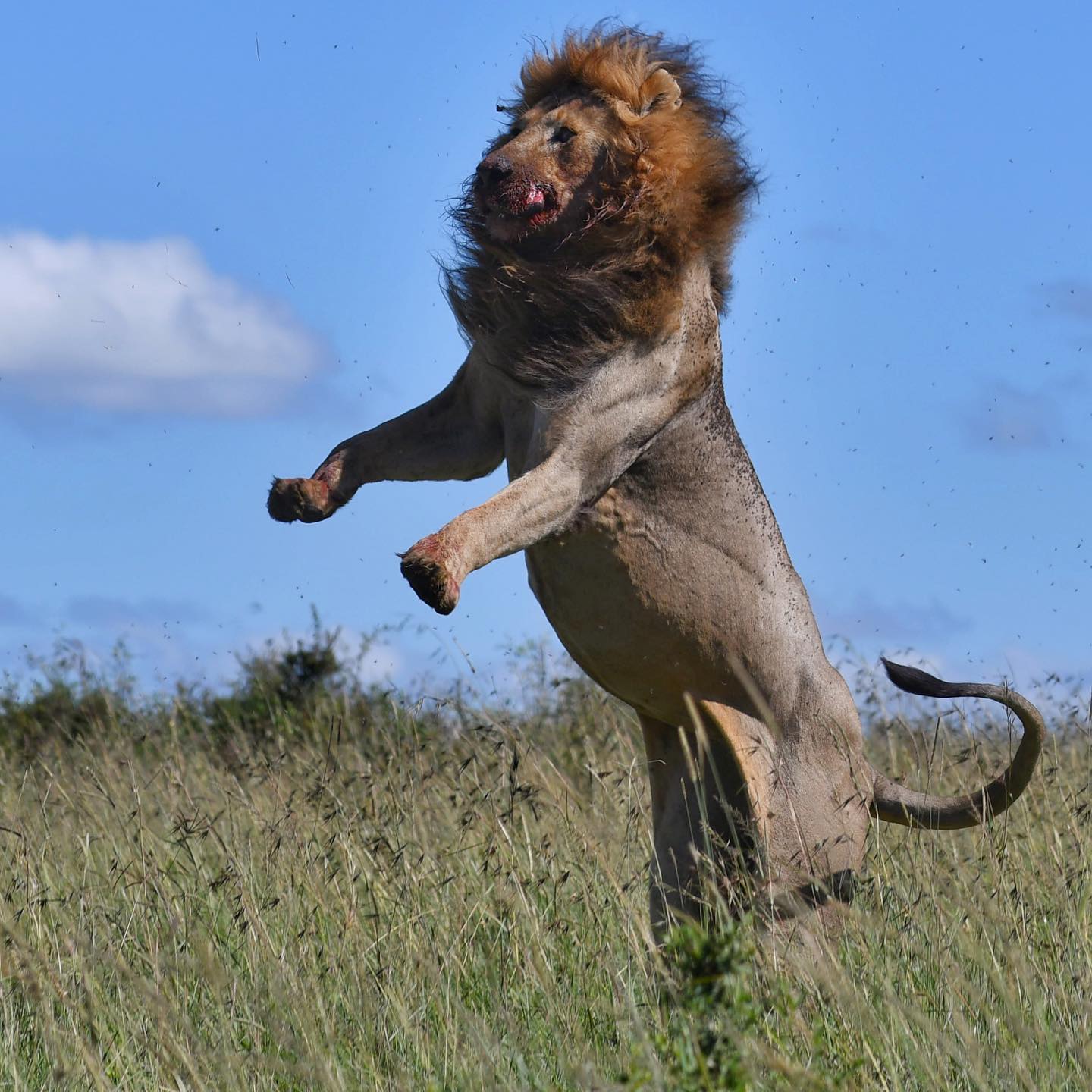 Jumping Male Lion