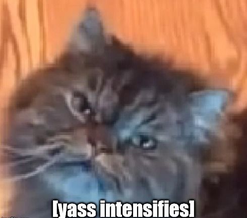 Yasss Cat Meme Yas Cat GIFs Find & Share On GIPHY