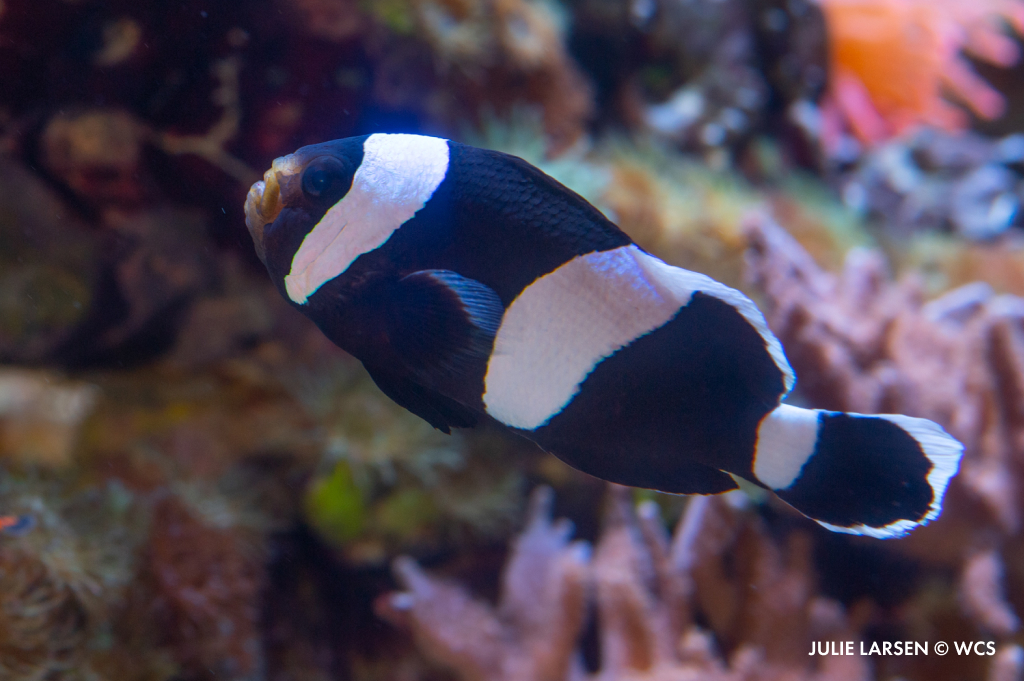 Black Clownfish In Anemone