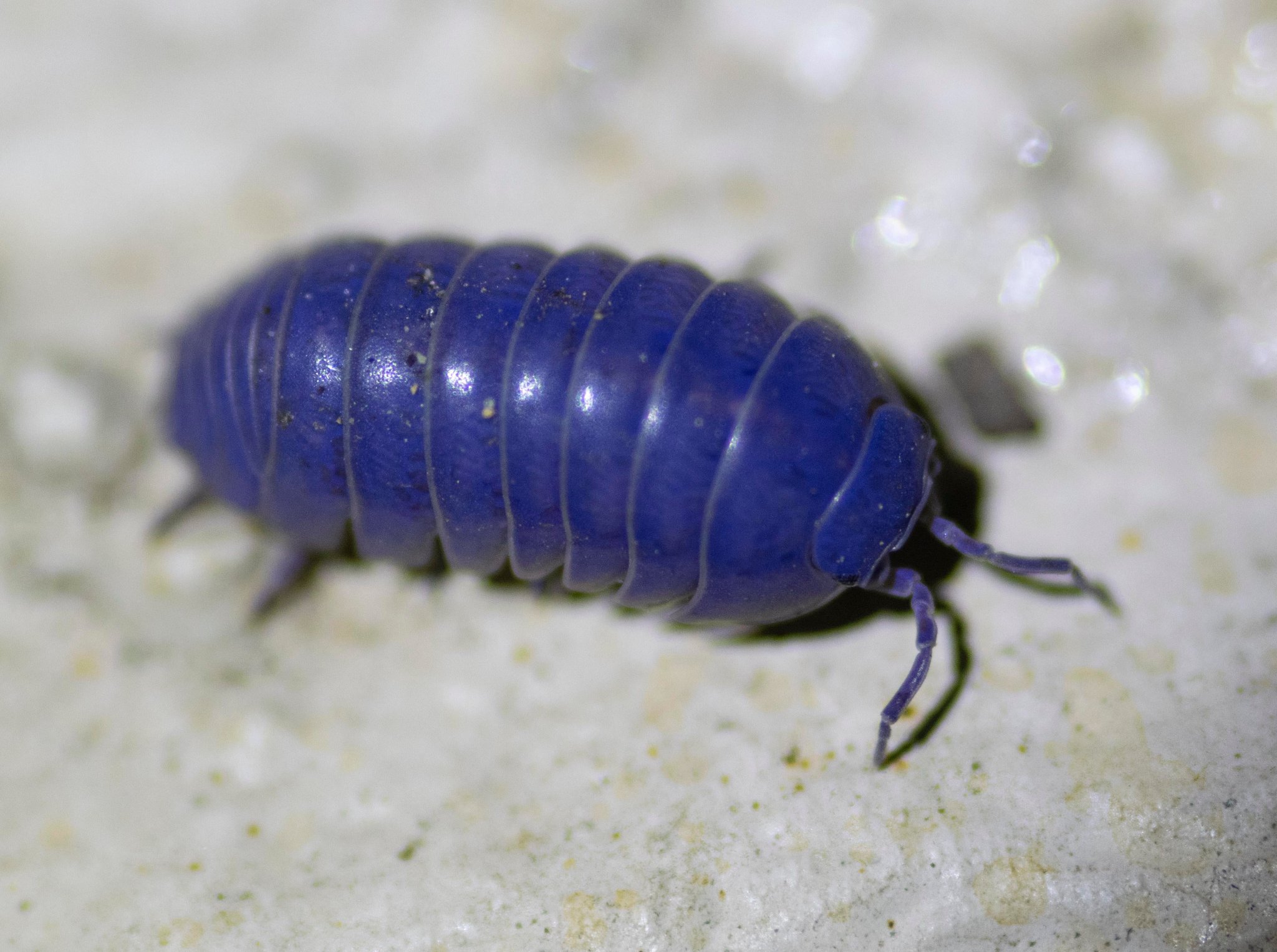 Blue Pill Bug
