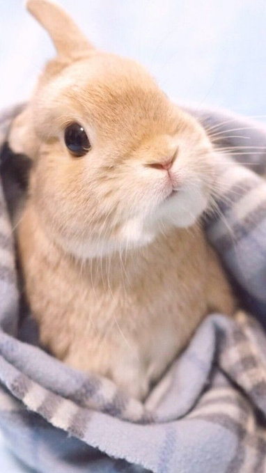 Super Cute Baby Bunnies Wallpaper