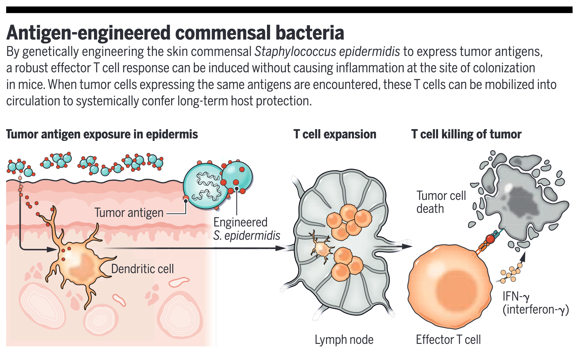 Antigens On Bacteria