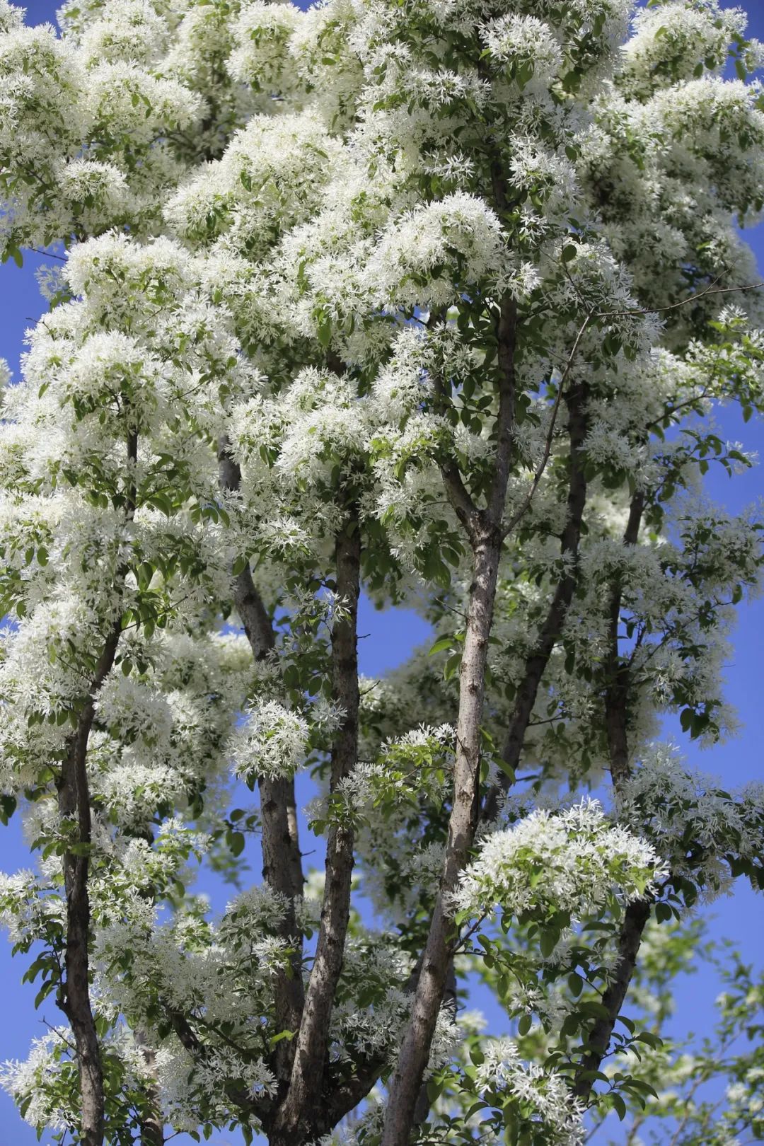 Zibo of China (@ZiboOfficial) / Twitter