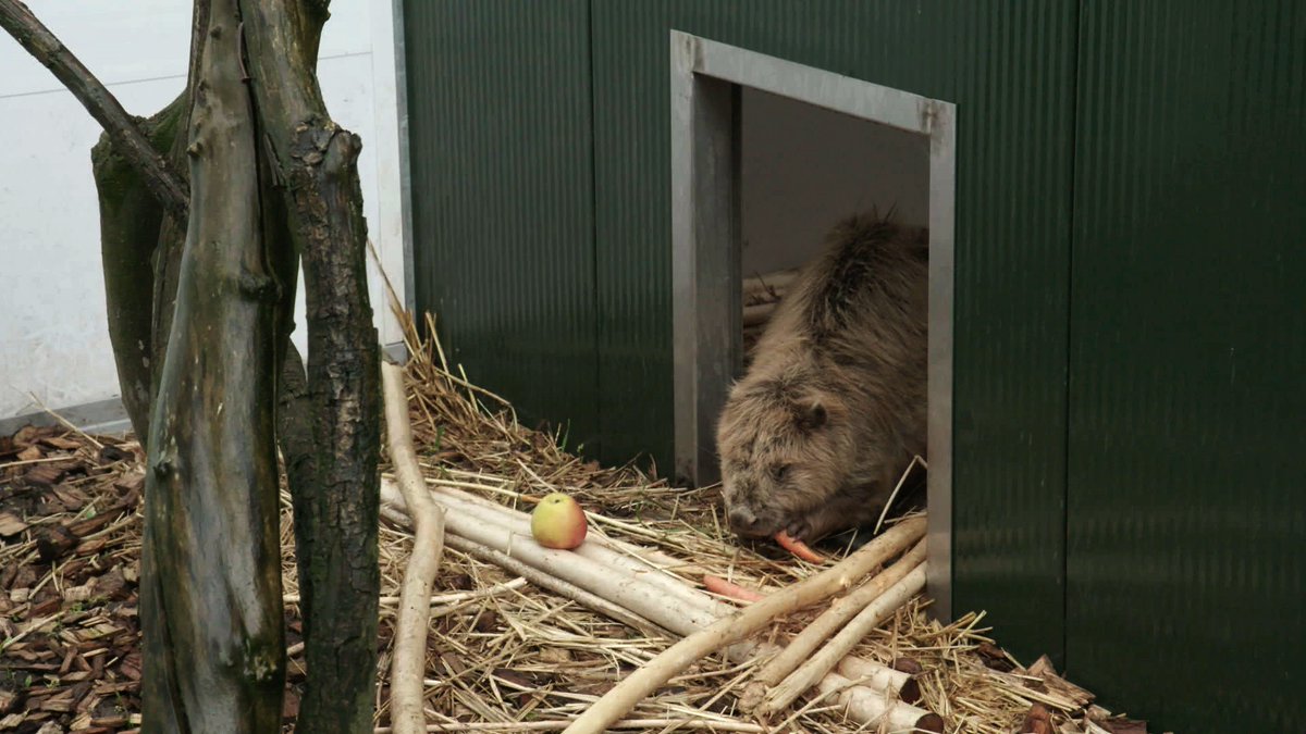 Stichting DierenLot on Twitter: Stichting DierenLot on Twitter: