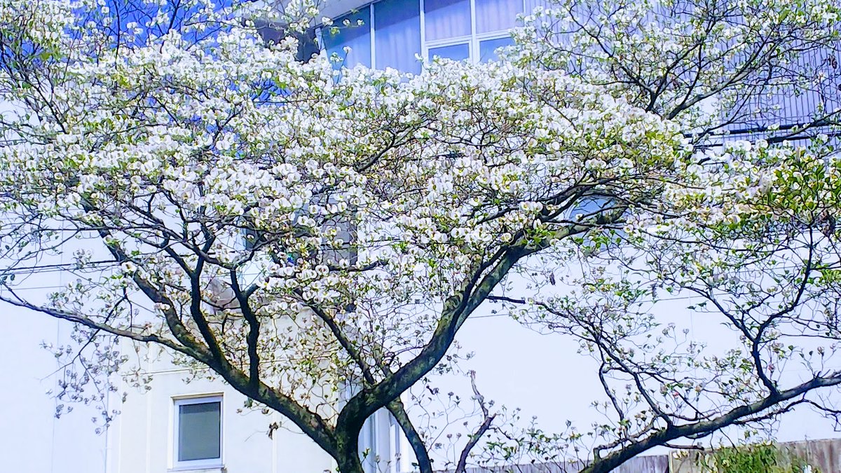 目で確認現場主義 On Twitter びわ湖大津、はなみずき並木②の①、におの浜ふれあいスポーツセンターとja大津の間の水路沿いに40本程の真っ白な木が並んでいる ひらり蝶々を追いかけ