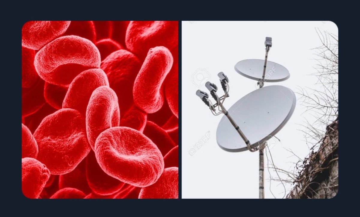 Red blood cells are shaped like a radio-dish antenna. and red blood ...