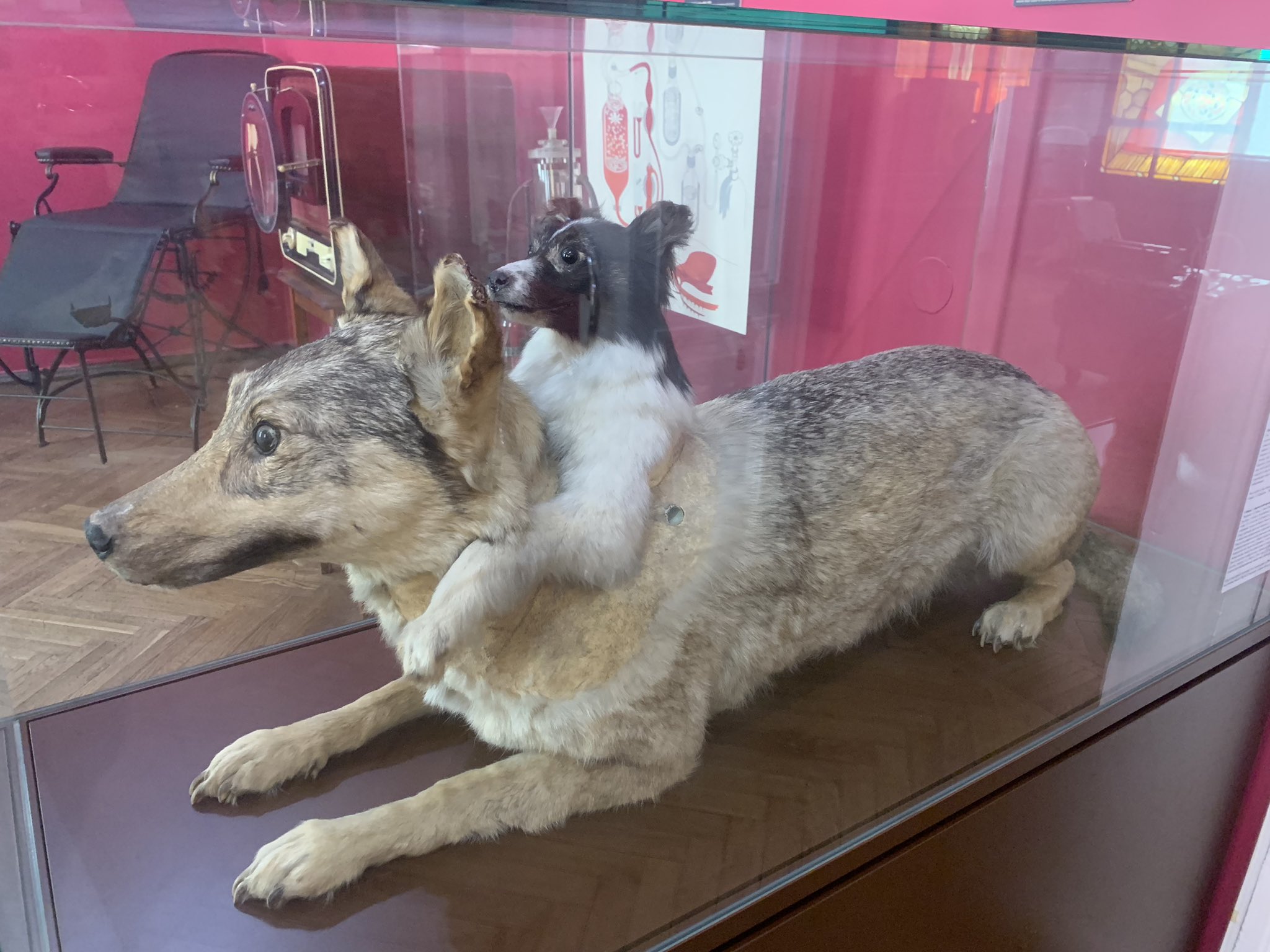 Real Two Headed Dogs