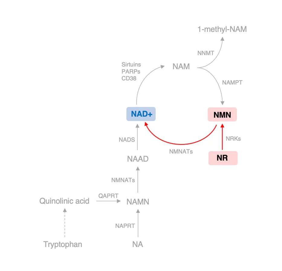 Tony Huge On Twitter Rt Enhancedathlete Nmn Vs Nr Vs Nad Iv Nad