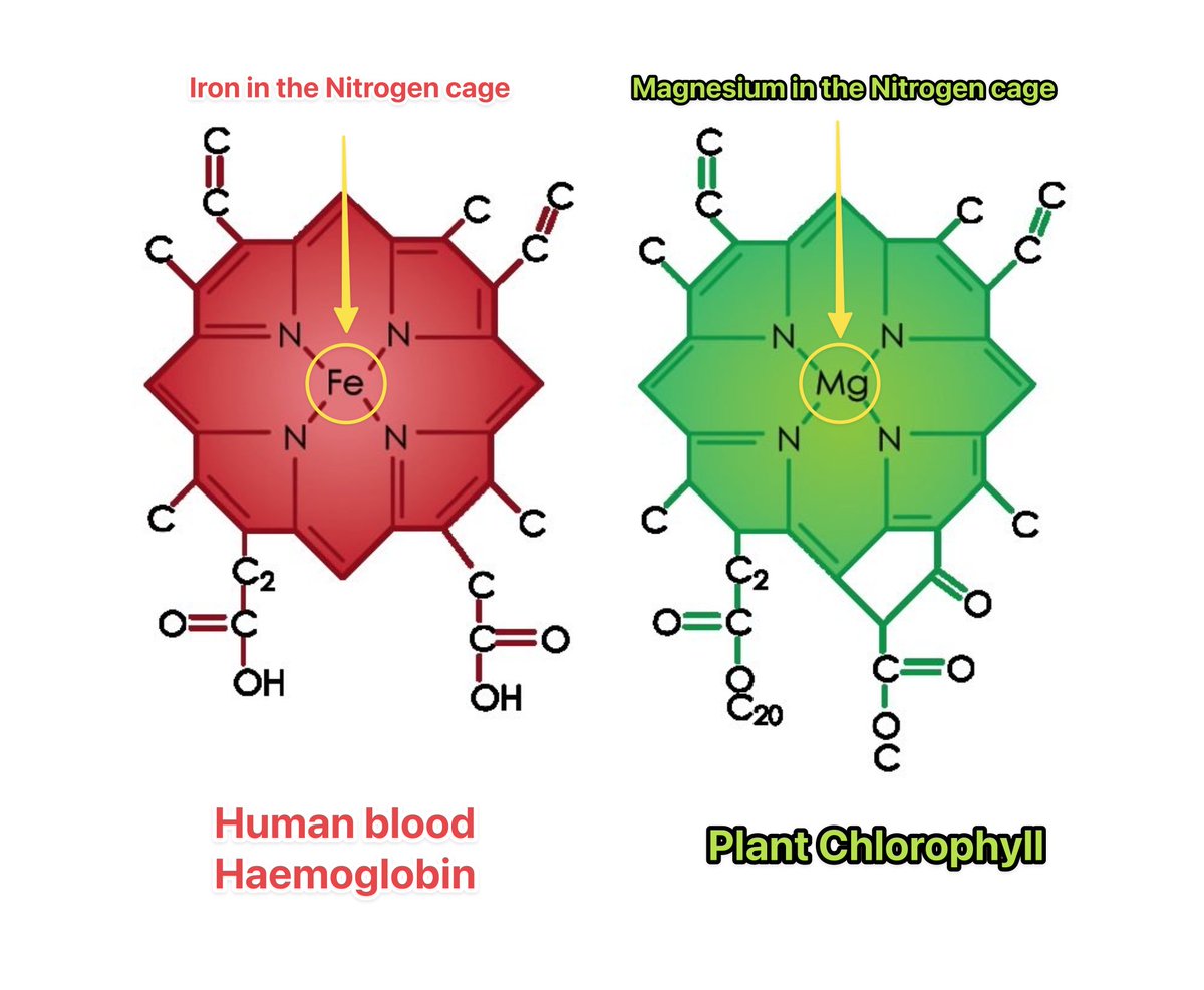 Red blood cells are shaped like a radio-dish antenna. and red blood ...