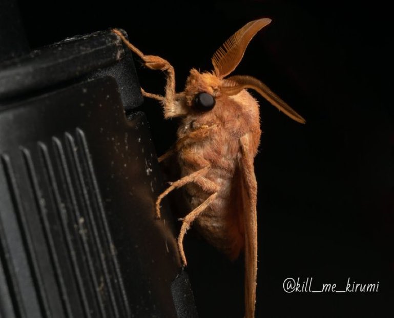 Daily Moths on Twitter: