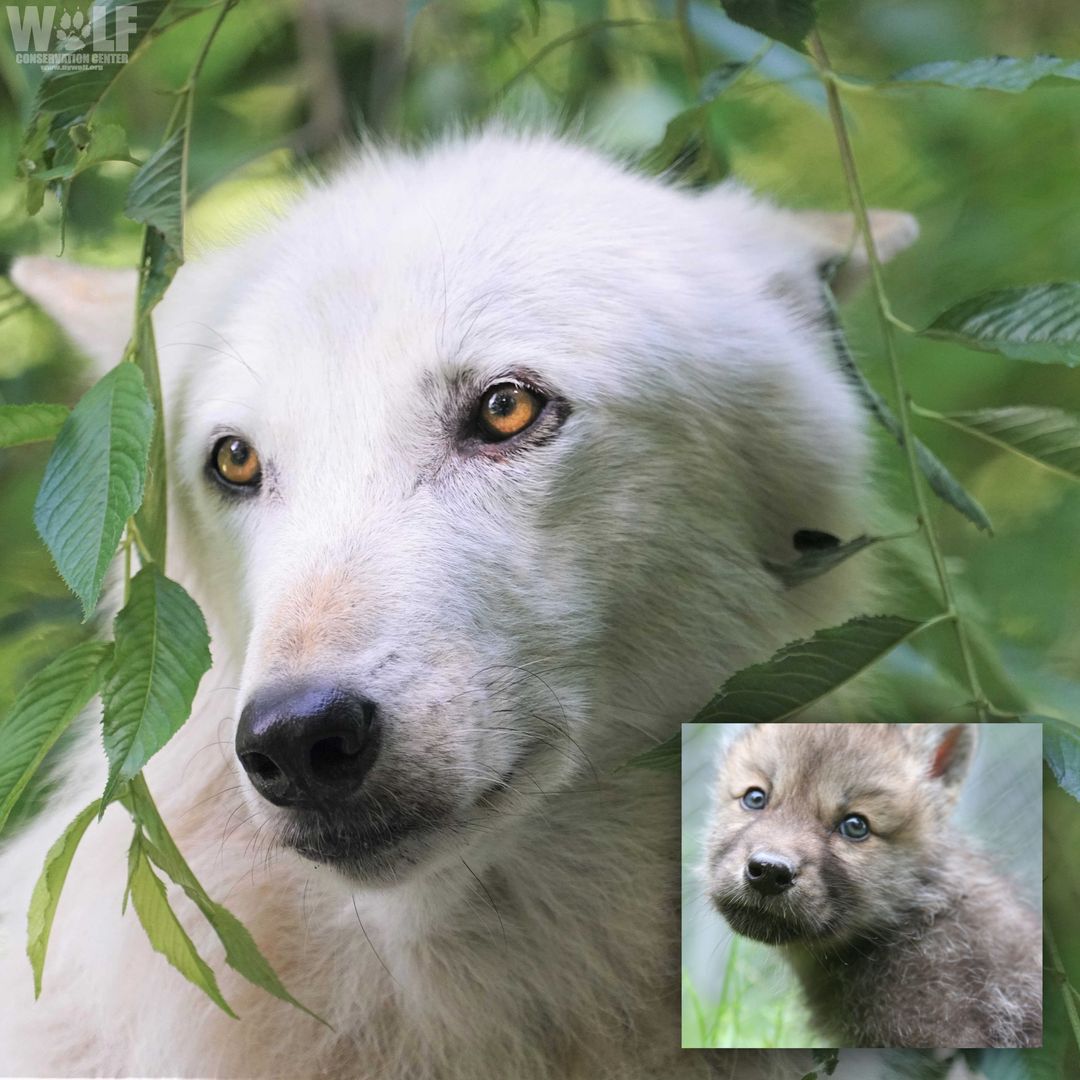 Baby White Wolf With Blue Eyes