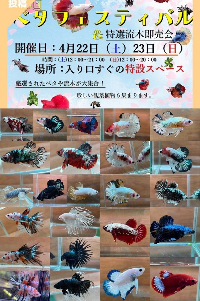 リミックス春日井店 熱帯魚 On Twitter いよいよ今週末4月22日23日はベタフェスティバル開催です！ まとめたブログをアップしました！ ブログはリプライから↓ 