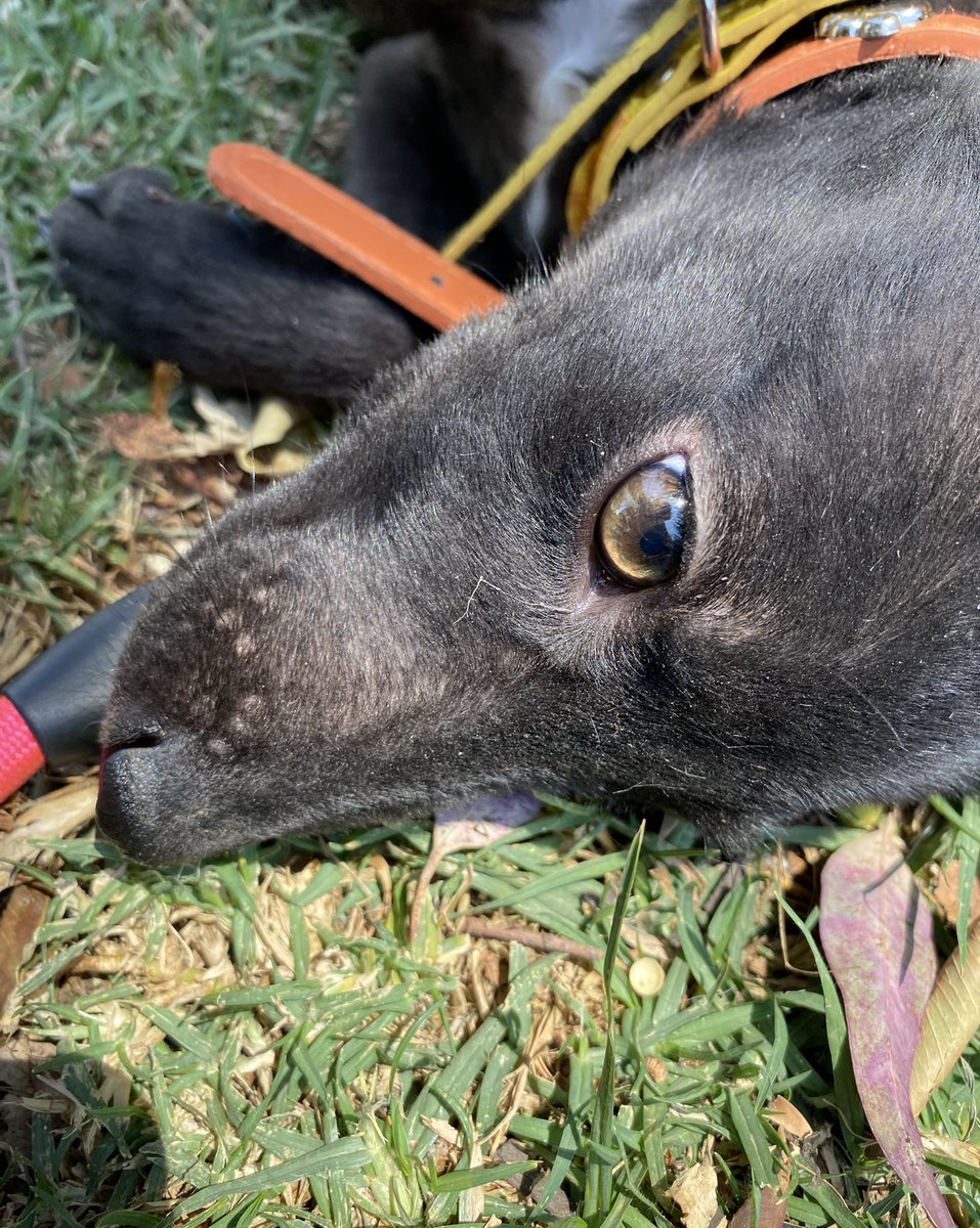 on Twitter: "RT @HELA_MORE: Bebé Kisha les desea buenas noches 🩷🌙 Mañana viene para fotos junto ...