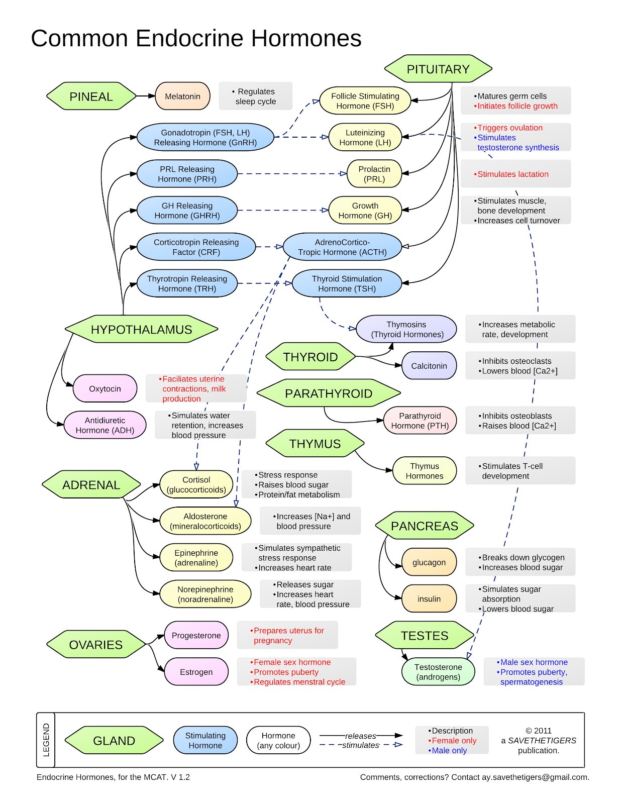 Endocrine System Flow Chart