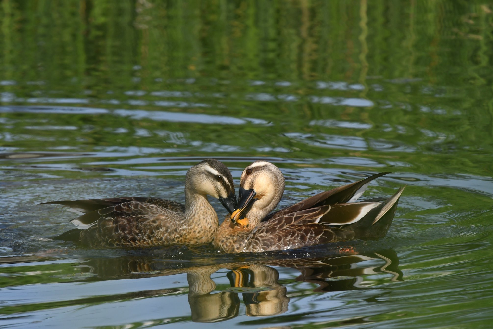 mapo.kou on Twitter: "💛 https://t.co/bTIdK6mzHd" / Twitter