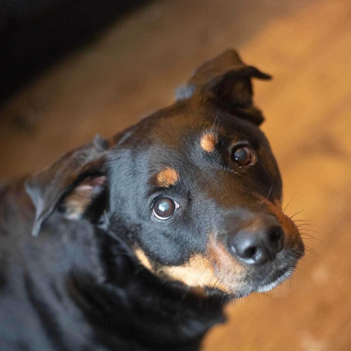 Brown Rottweiler Mix
