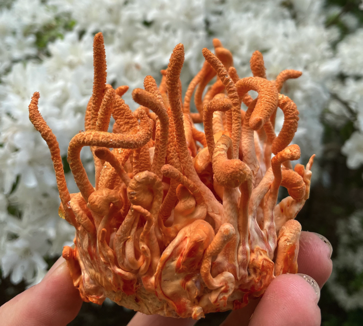 Cordyceps The fungi with anti-inflammation, immunomodulation, antiviral ...