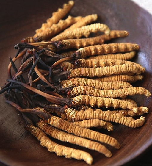 Cordyceps The fungi with anti-inflammation, immunomodulation, antiviral ...