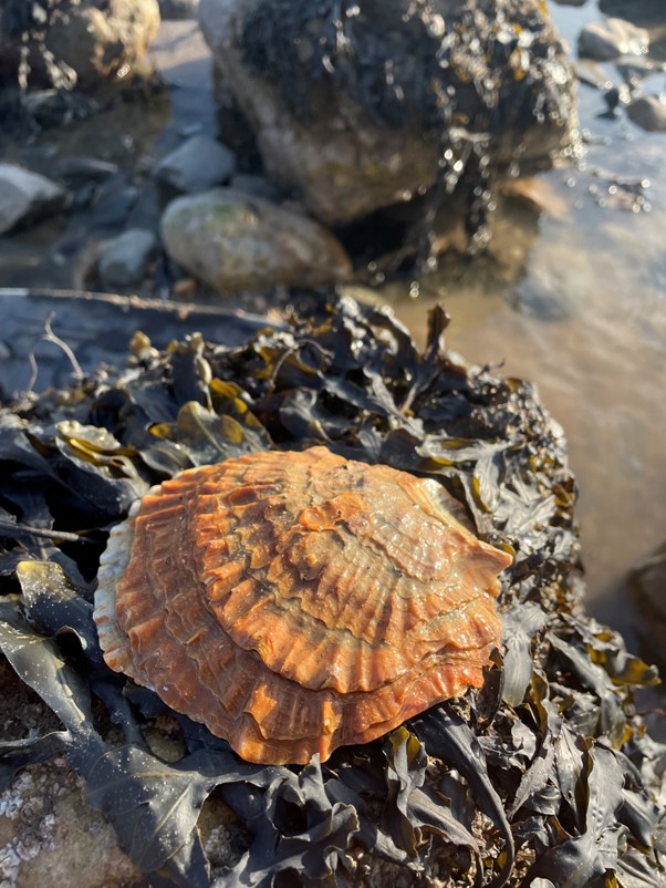 News – Wild Oysters project