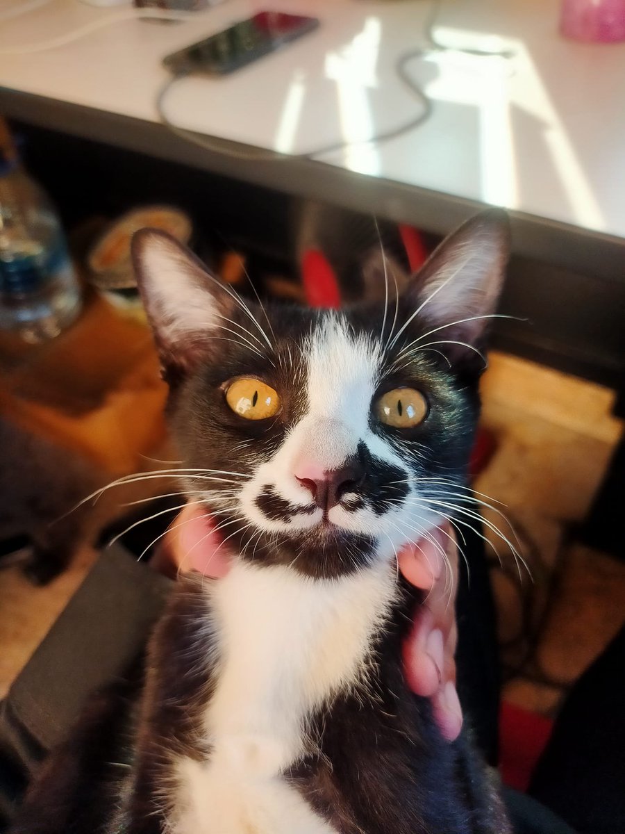 Professor Jiggly On Twitter Rt Translatedcats The Bastard Woke Up 0053