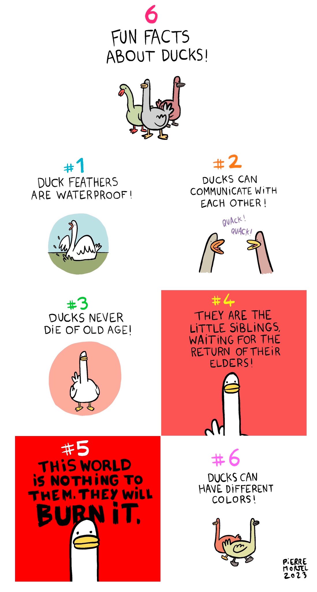 5 Interesting Facts About Ducks Mallard Ducks Must Know Facts