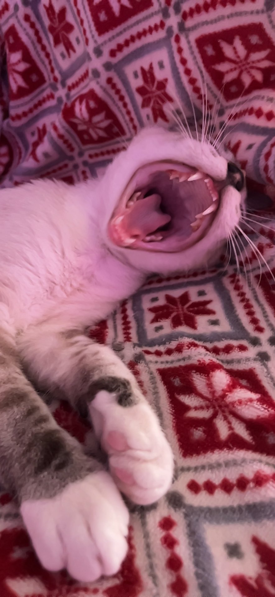 Omegalul OMEGALUL | Vampira Onmyoji Arena | Season 20