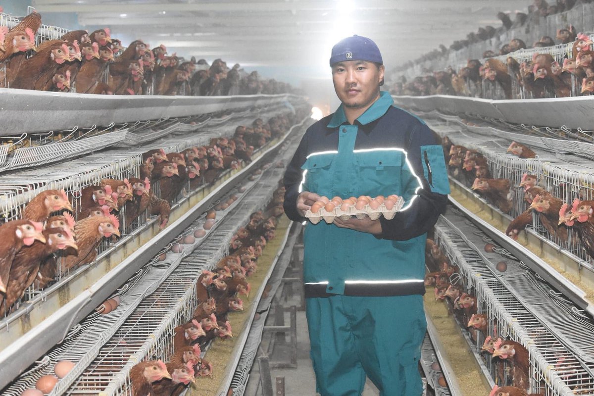 Жаагий On Twitter Дундговь аймгийн Сайнцагаан сумын Нутгийн брэнд Жаргалант сор ХХК ний өндөг