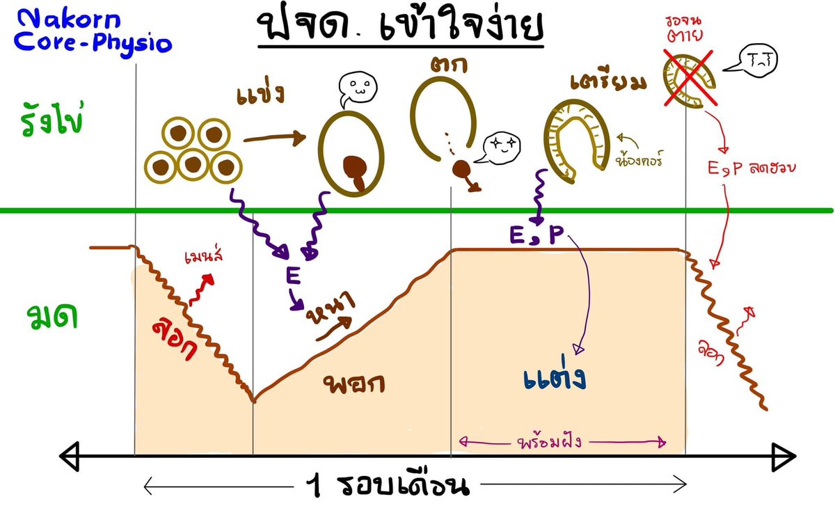 Nakorn-Core Physiology and Medical Science on Twitter: "👉🏻 ไข่ผู้ชนะเลิศจะได้เกียรติให้ตกไข่ ...