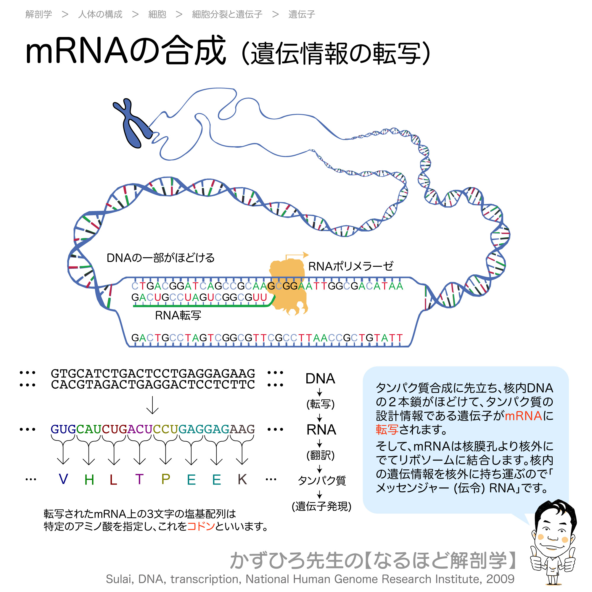 かずひろ先生 なるほど解剖学 on Twitter: "【遺伝情報の転写（mRNAの合成） 】 タンパク質合成に先立ち、核内DNAの2本鎖がほどけ、タンパク質の設計情報である遺伝子がmRNAに ...