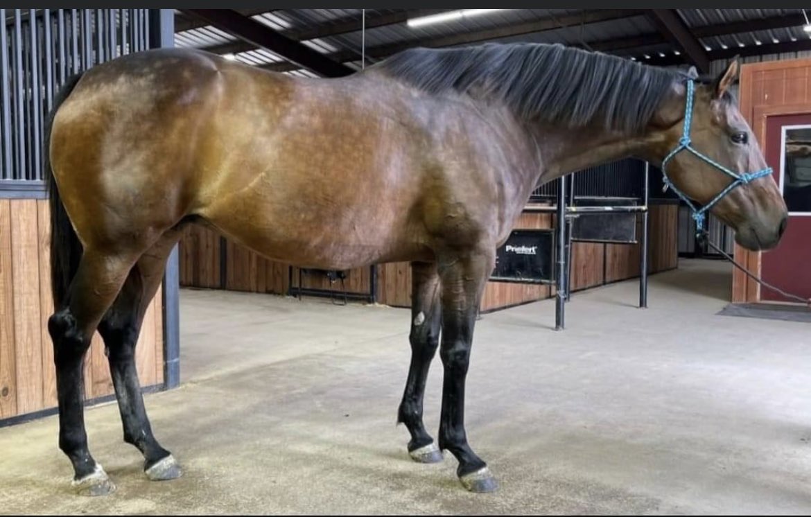 OTTB Sonny Woods on Twitter: "Pretty mare Force of Humor consigned to Bowie, TX lot. Needs a ...