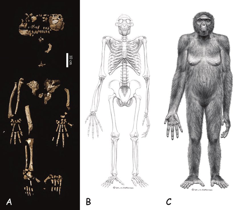 Gabriel Rocha 🦴💀🙉 on Twitter: "Ardi é o esqueleto de uma fêmea Ardipithecus ramidus. Ela foi ...