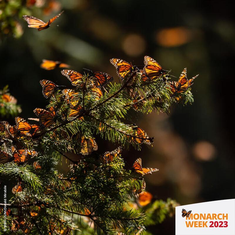 Descubre WWF on Twitter: "¡Hoy es el #DíadeLaTierra! Celebremos este ...