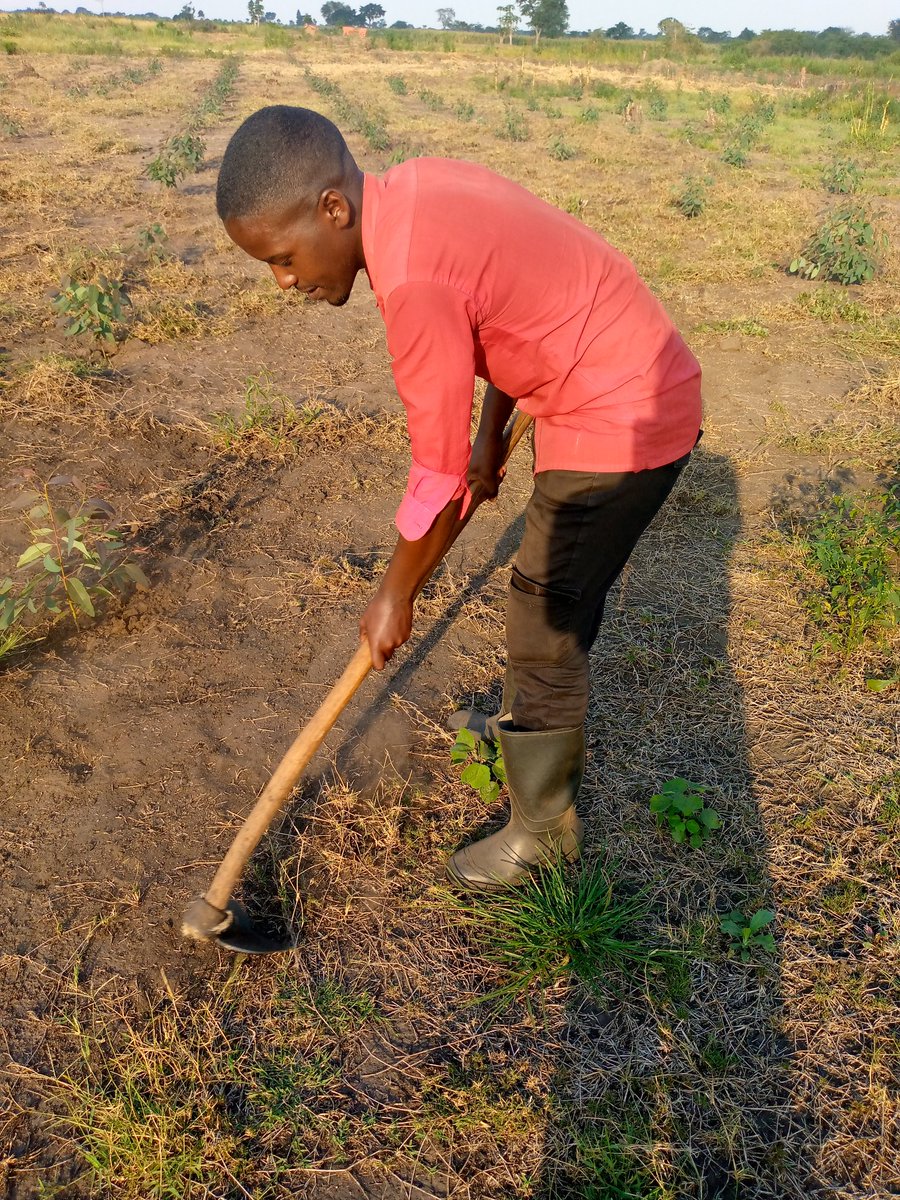 FARMING LESSON! WEEDING: This the removal of unwanted plants from the ...