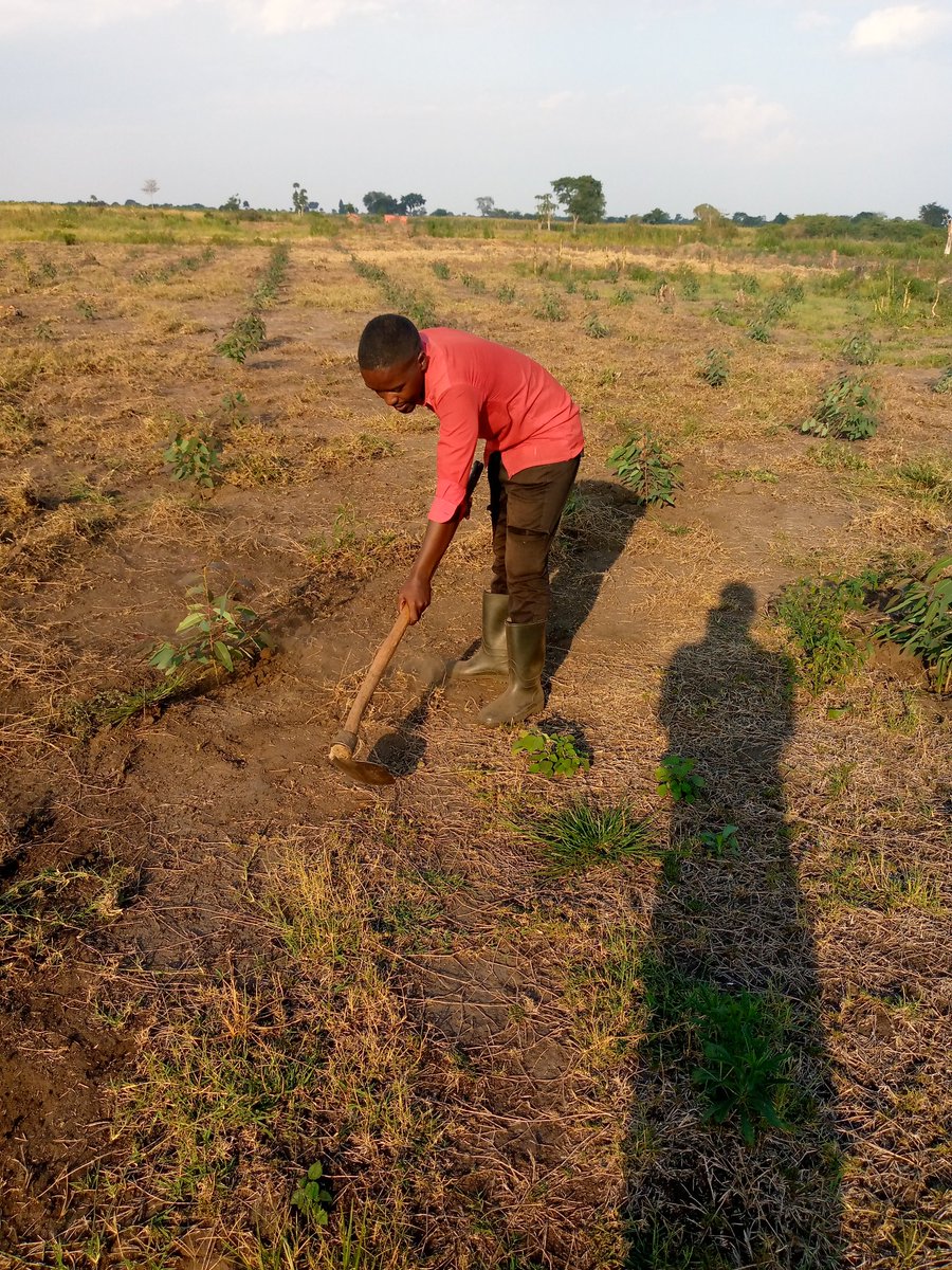 FARMING LESSON! WEEDING: This the removal of unwanted plants from the ...