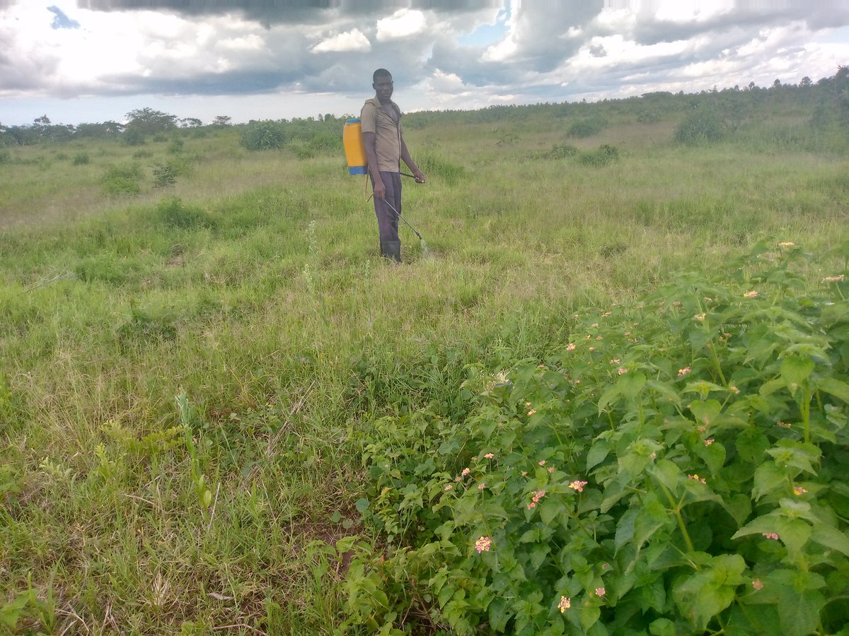 FARMING LESSON! WEEDING: This the removal of unwanted plants from the ...