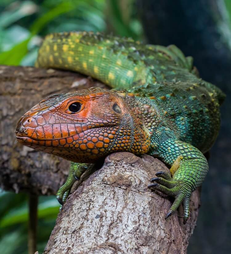 Caiman Lizards Teeth