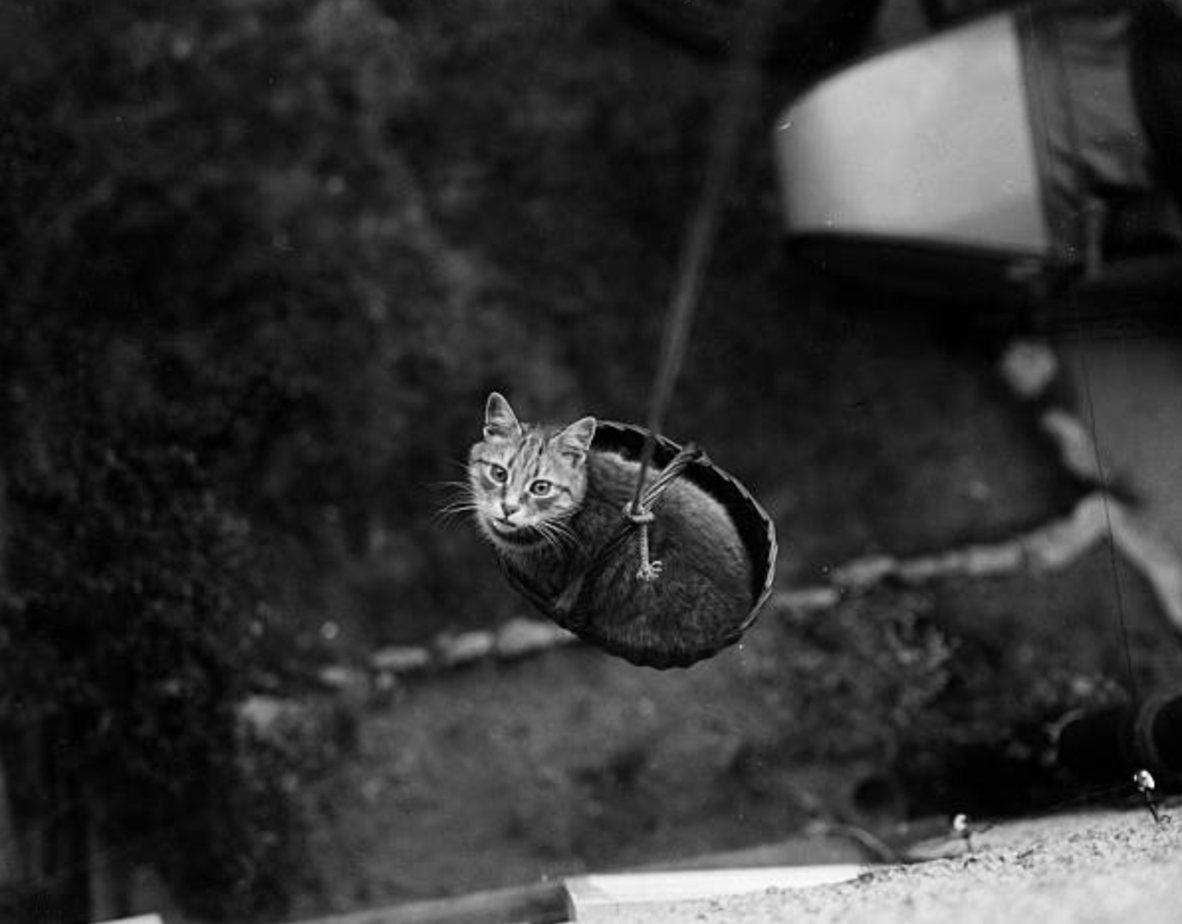 De Izquierda 🌻dont Worry My Sister On Twitter Rt Catsofyore Cat Being Lowered In A Basket
