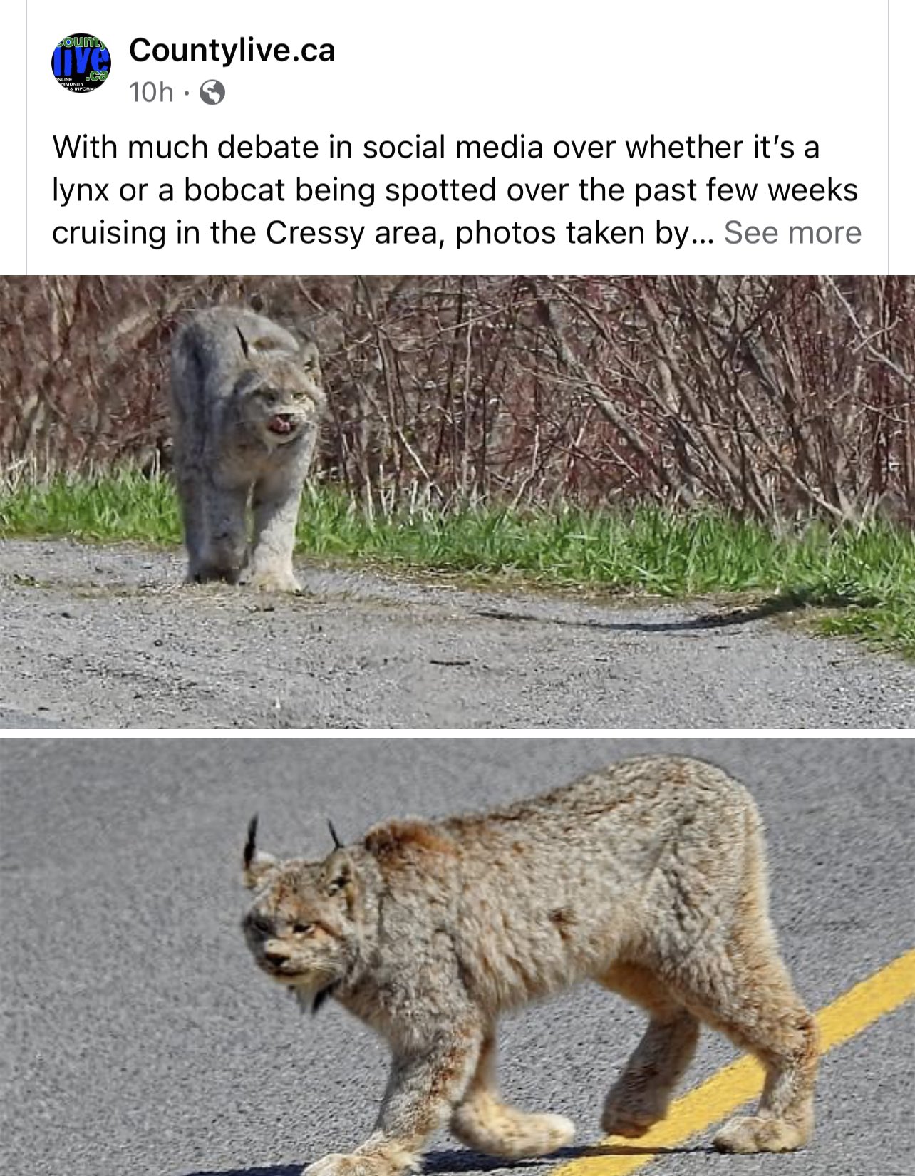 Lynx Memes