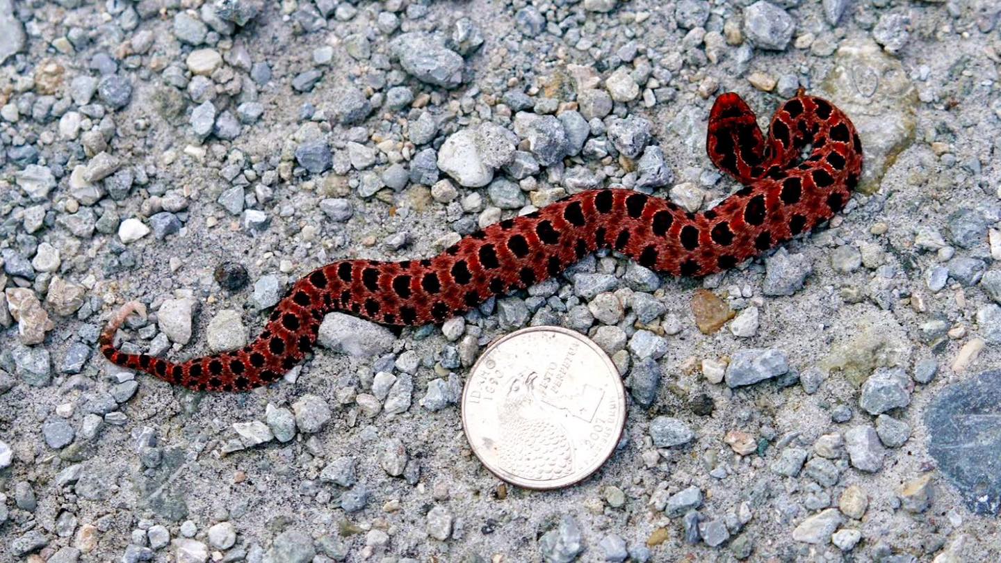 Baby Pygmy Rattlesnake