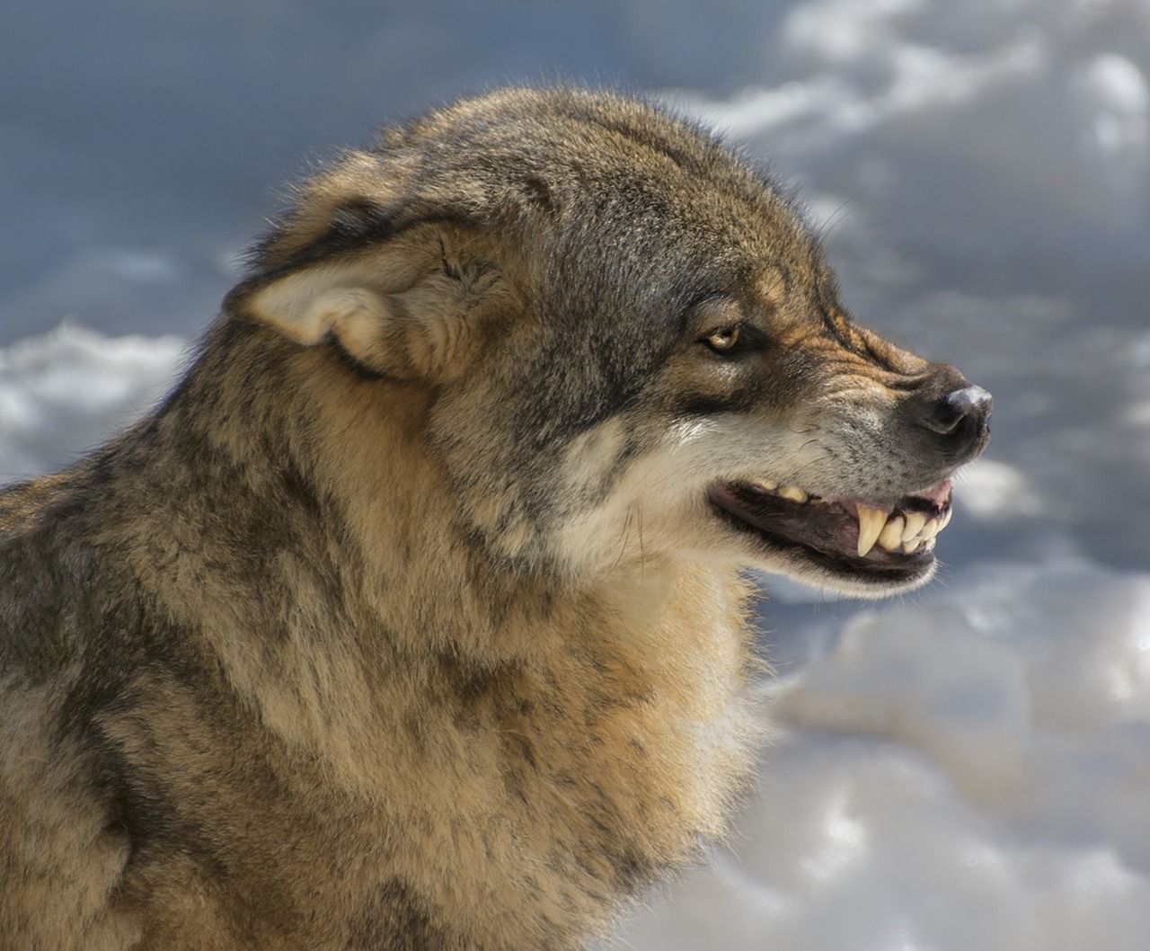 Snarling Wolf Side View